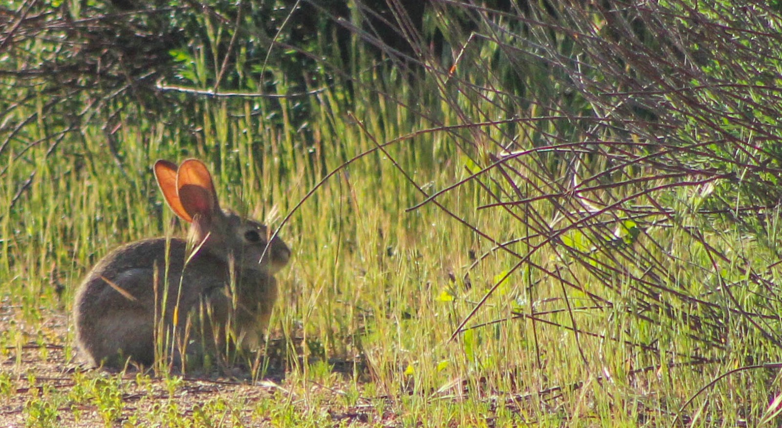 Cannundrums: Brush Rabbit