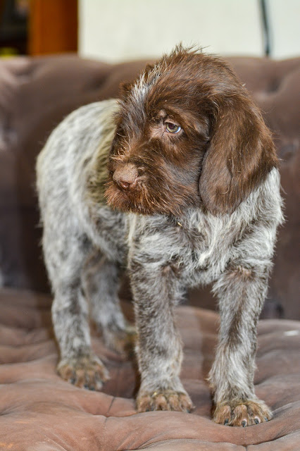 Idaho Outback Wirehaired Pointing Griffon Puppies!