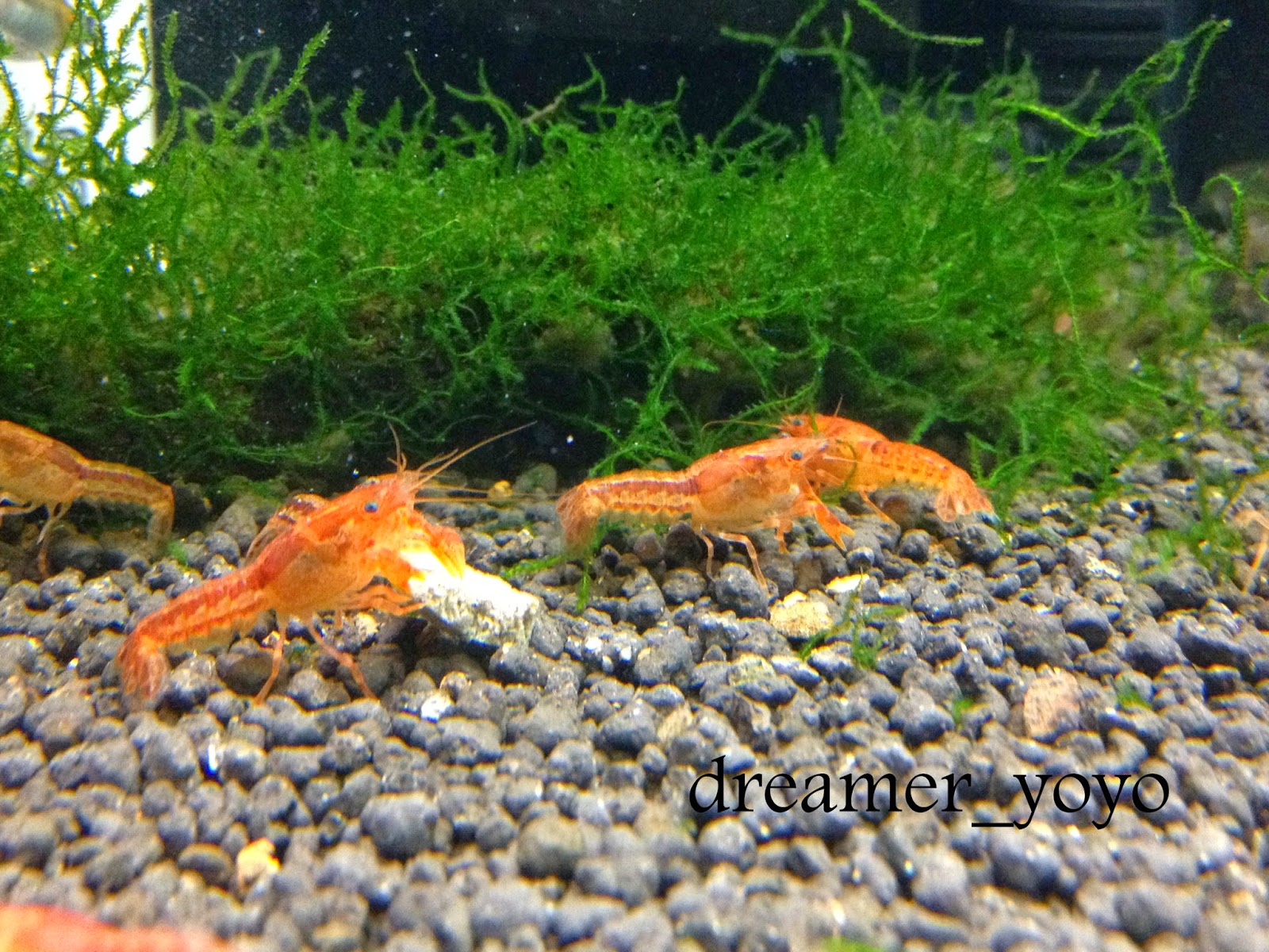 Crystal Red Shrimp: Mexican Dwarf Crayfish Cambarellus Patzcuarensis Orange