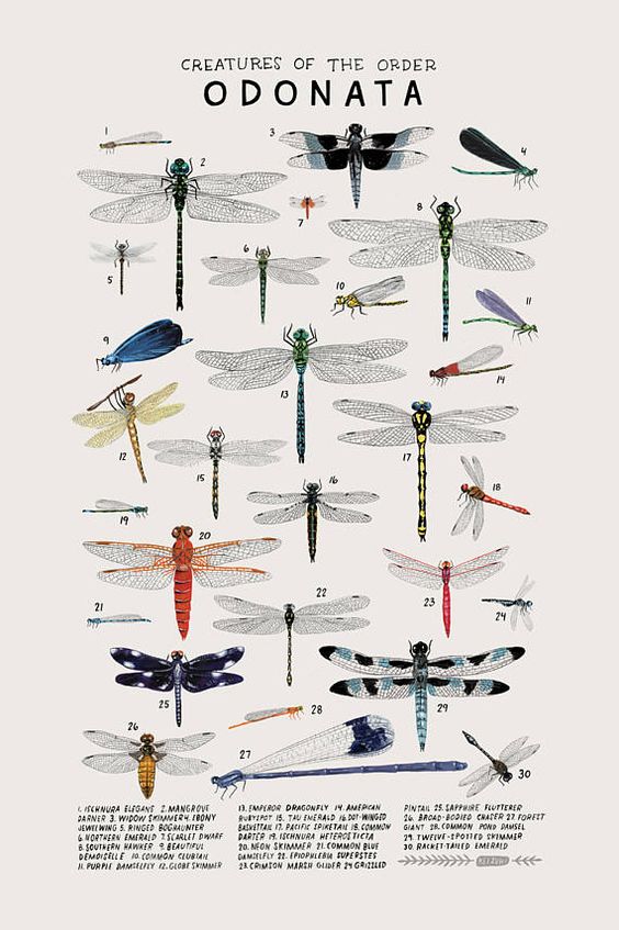 #Odonatas ~ Klima Naturali™