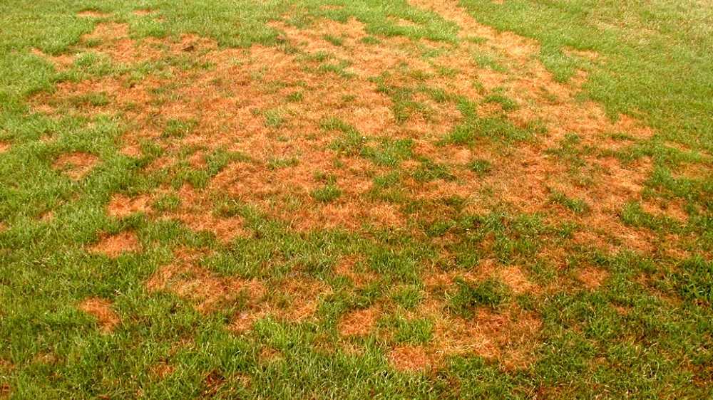 Pythium in turfgrass