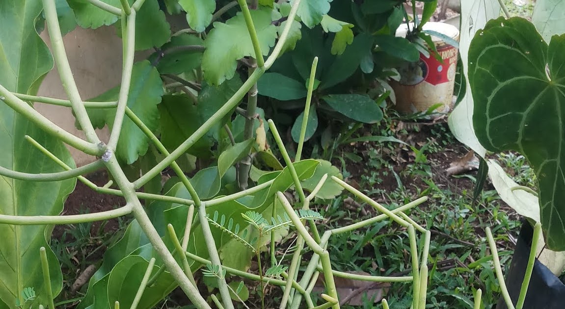 Apa Benar Tumbuhan Patah Tulang Mampu Menyembuhkan Patah Tulang ...