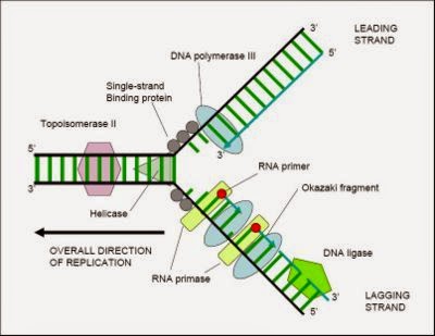 Grade 12 Biology Blog: DNA Replication