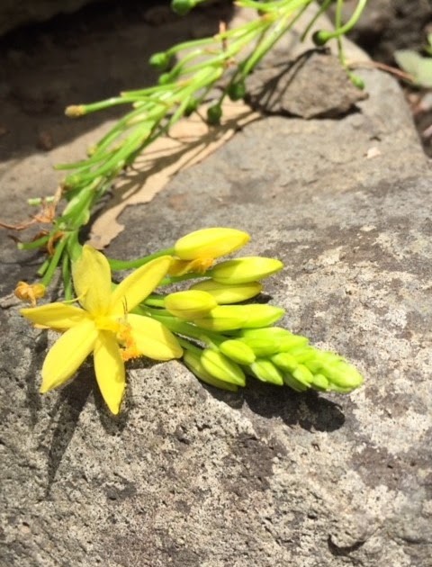 Toowoomba Field Naturalist: Two Goomburra Plants