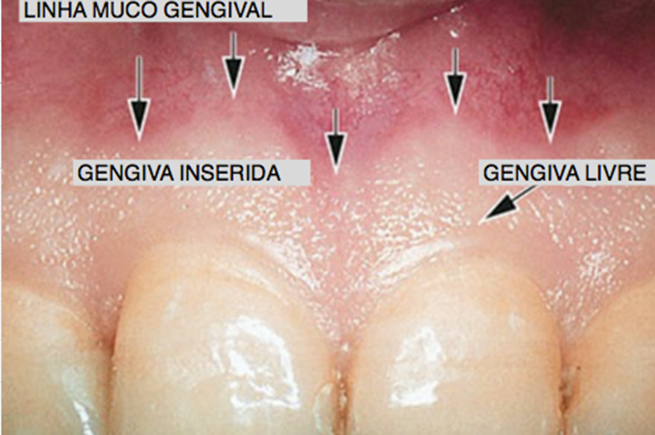 Aula de Periodontia - Anatomia, Histologia e Fisiologia do Periodonto ...