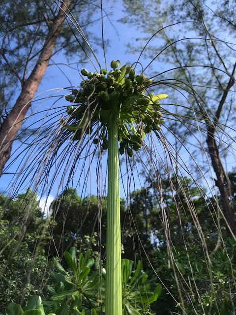 Tacca leontopetaloides