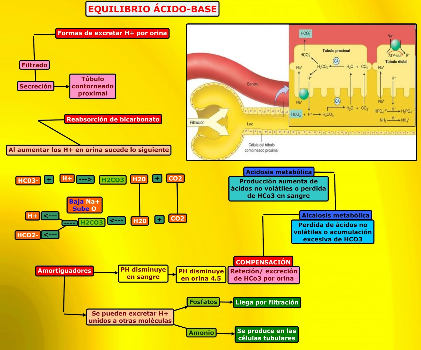 RIÑÓN-Electrolitos-Ácidobase-Sistema RAA