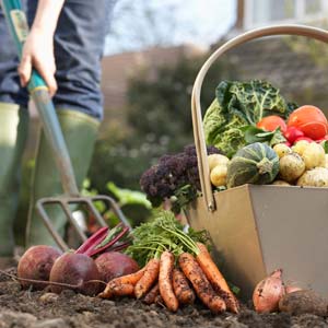 In en om die huis: Plant jou eie groente vir winter bredies en sop