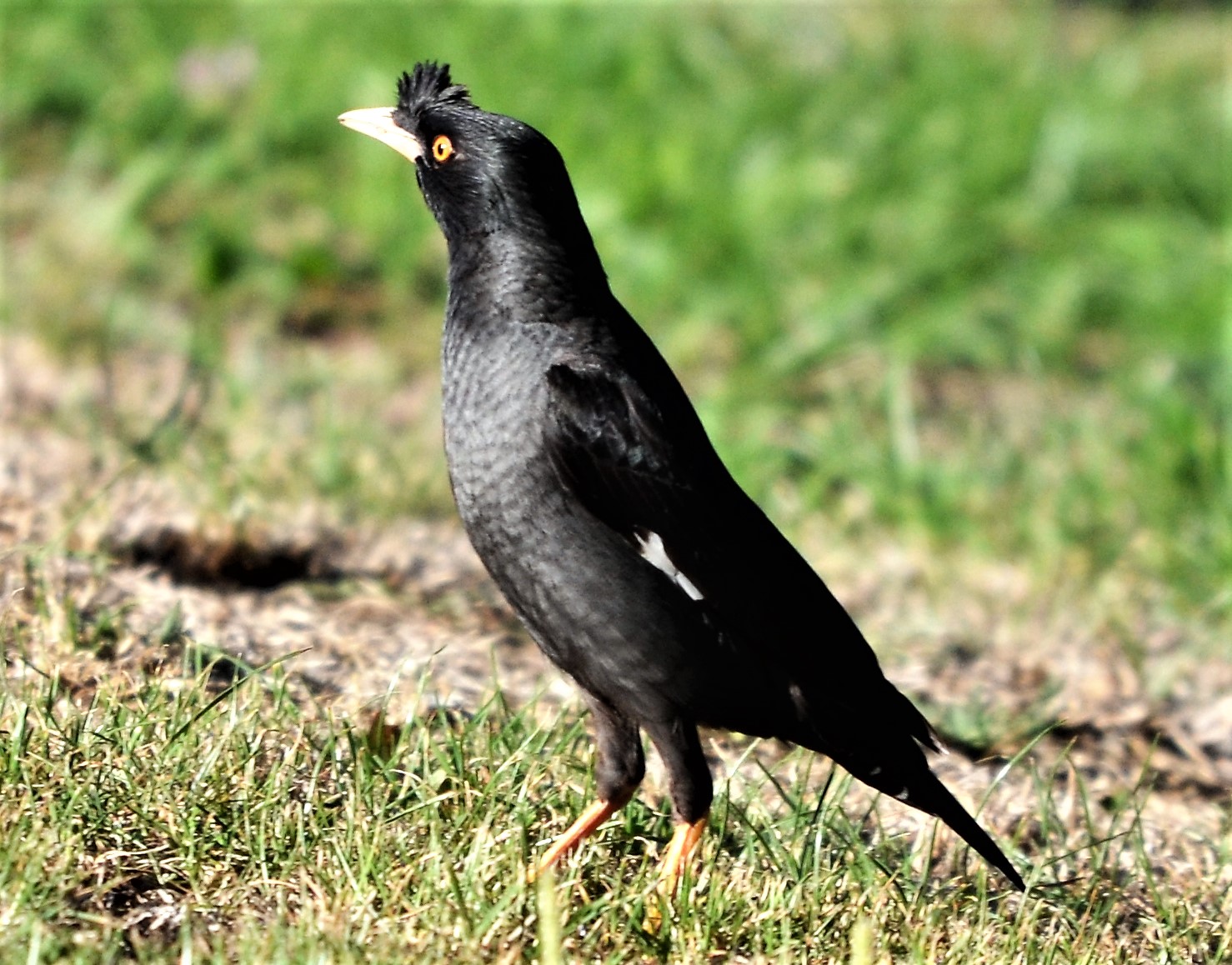 Imagens da vida animal: Mainá-de-crista (Acridotheres cristatellus)
