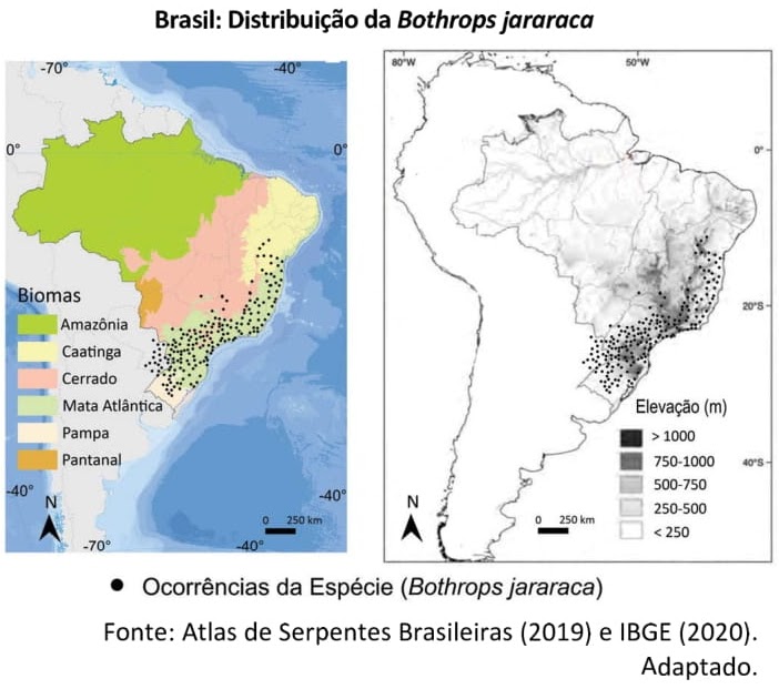 FUVEST 2021: Segundo o Atlas de Serpentes Brasileiras, a jararaca (nome ...