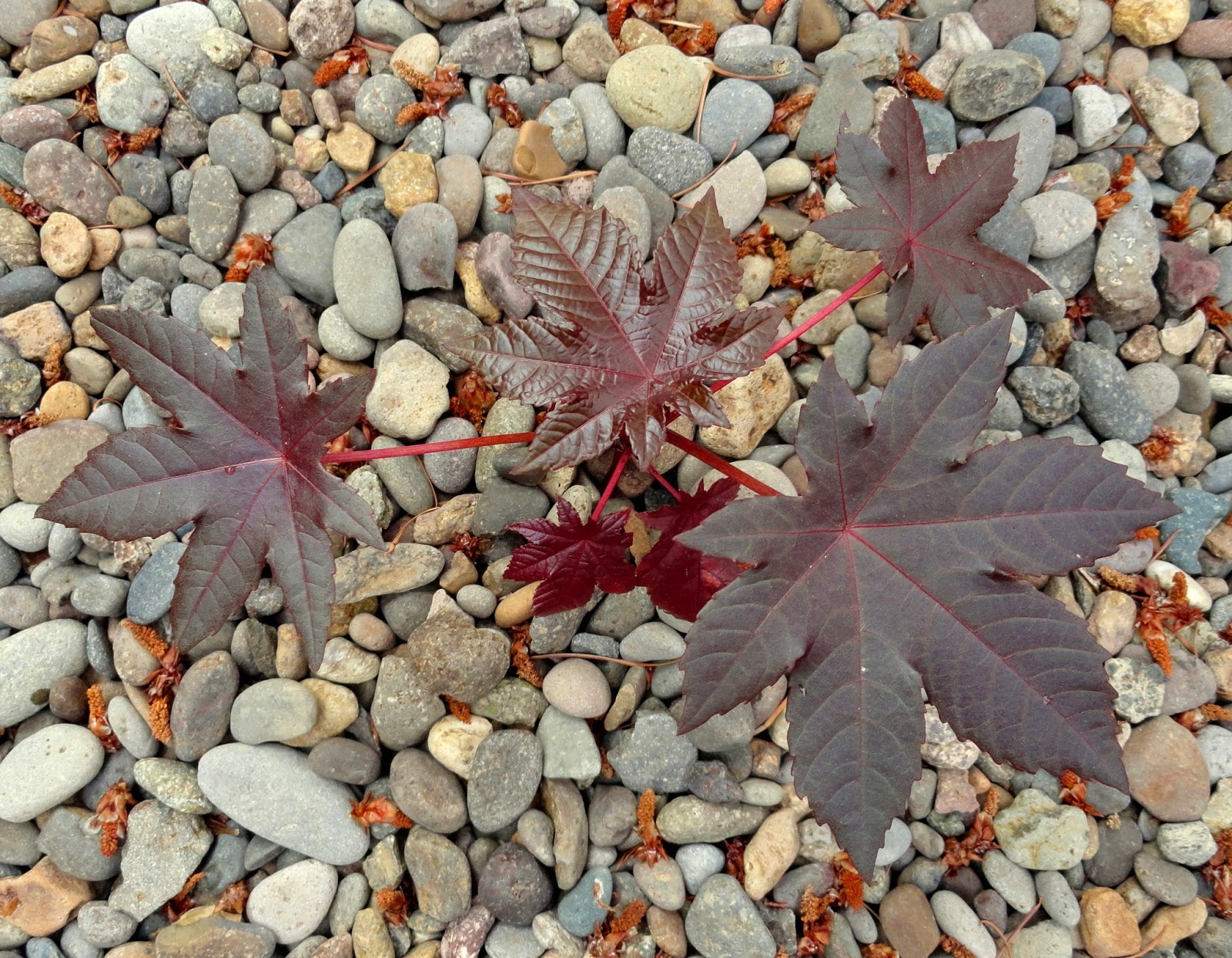 danger garden: Ricinus communis, it’s highly toxic and my favorite ...