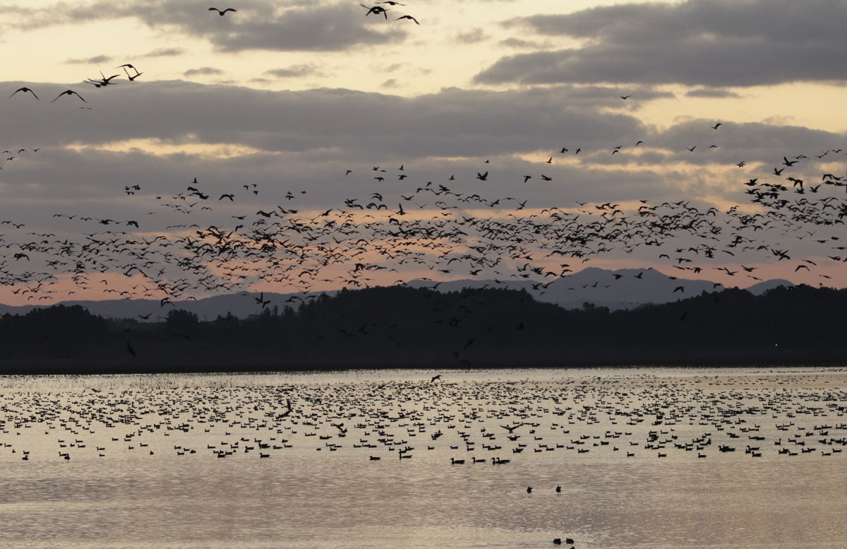 BIRDING - Kyoto, Kansai and Japan: Chasing geese in Miyagi