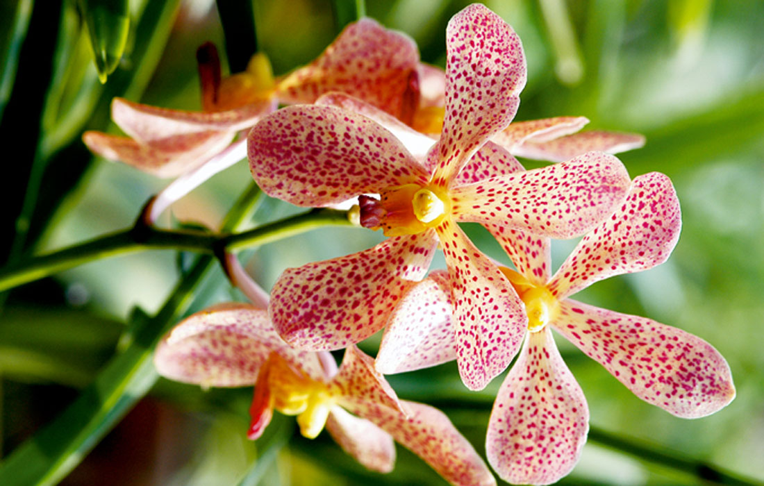 BREAKING NEWS: TIPS MENANAM & MERAWAT BUNGA ANGGREK