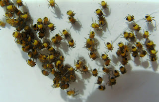 Professor P.Brain's blog: Electric Spiders