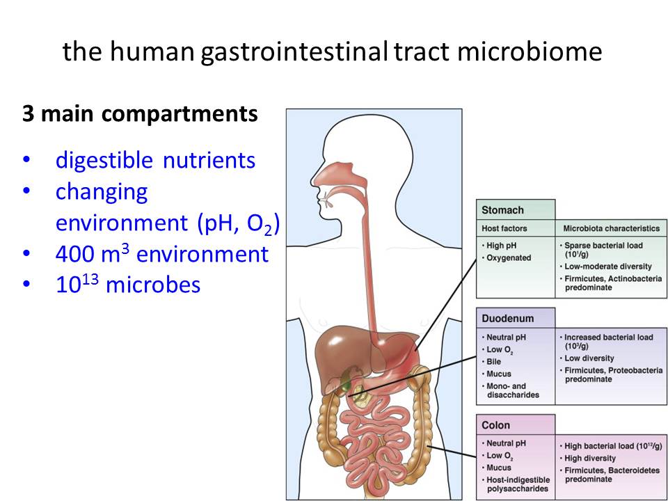 Introduction To Microbial Ecology Microbes World