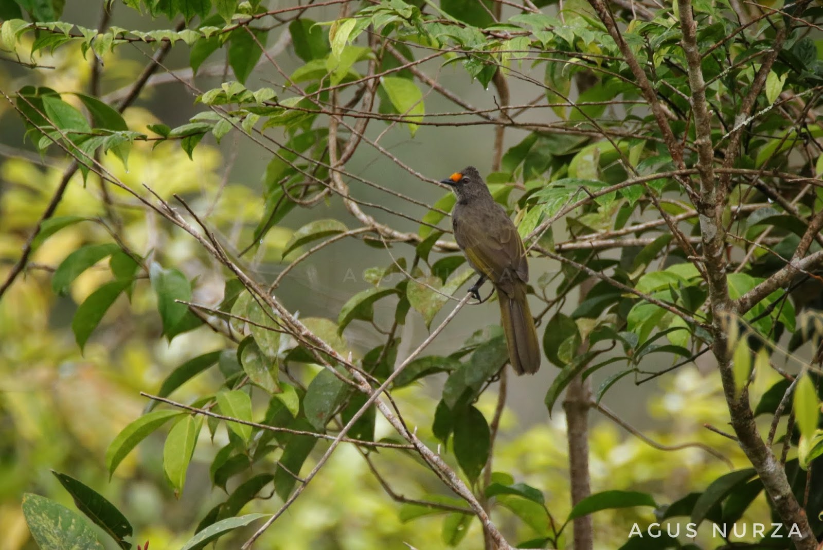 Birding in Sumatra, Birding in Indonesia: Aceh Bulbul
