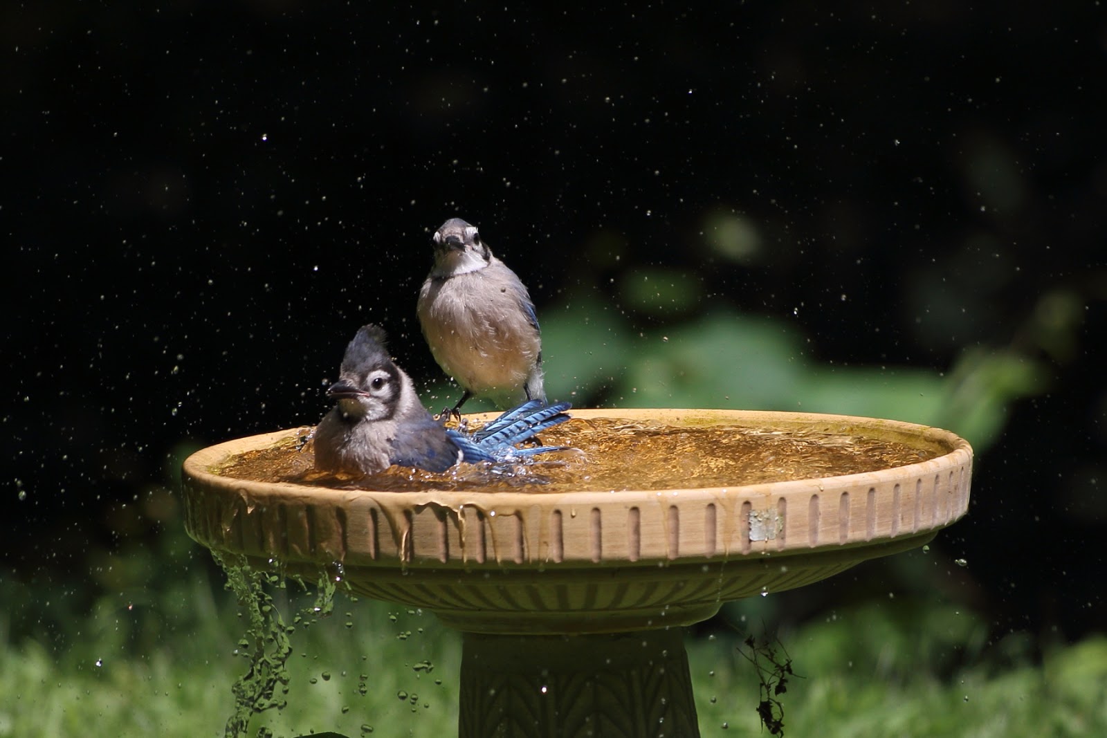 TrulandPhoto GearBlog: Bird Bathing Lessons