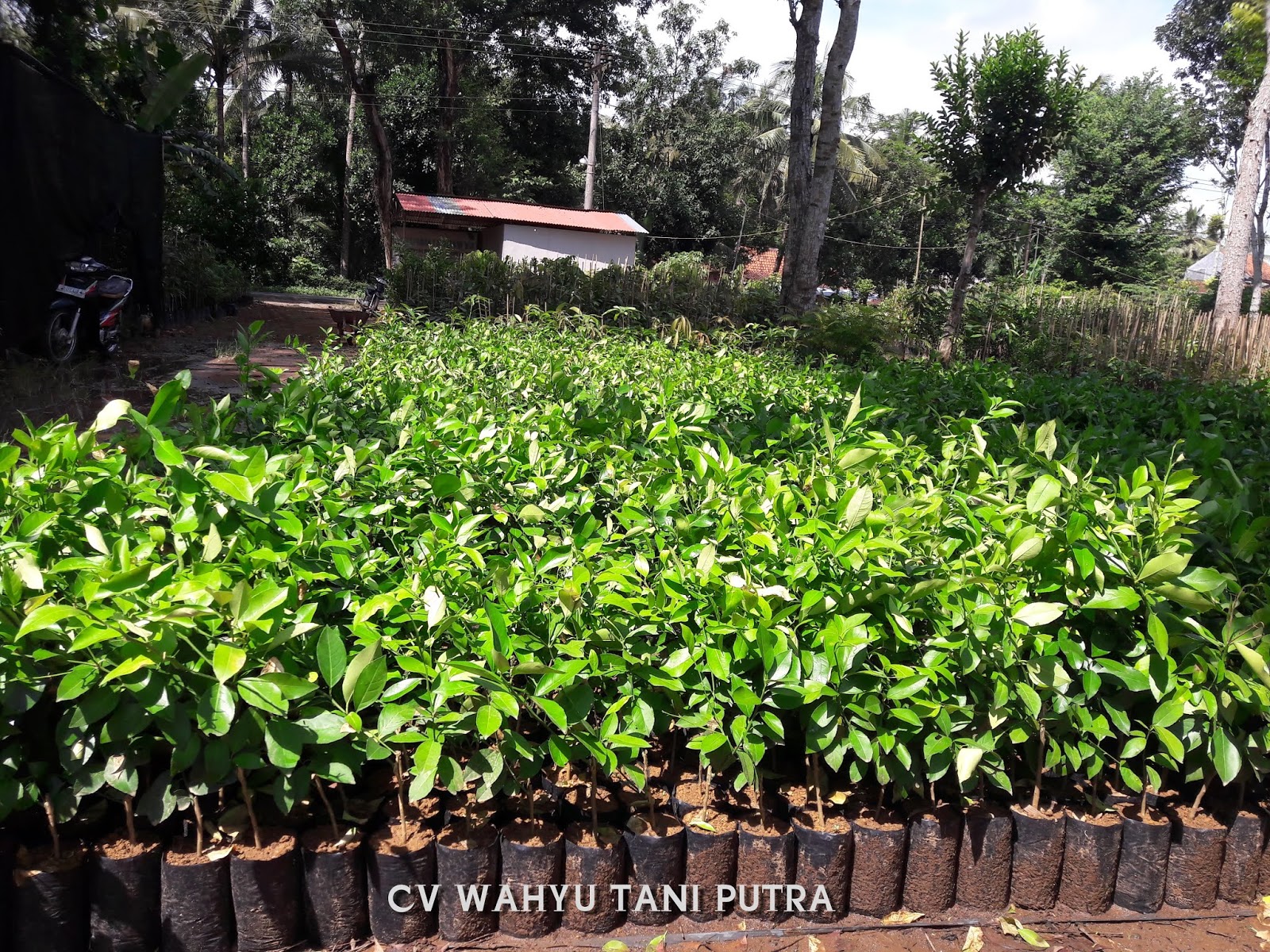 Bibit Jeruk Lemon California Amerika Ini Memang Unggul | CV. WAHYU TANI ...