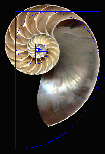 The Center of Math Blog: The Fibonacci Sequence and Golden Ratio in Nature!