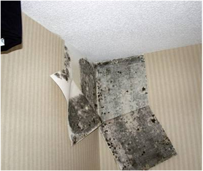 Bio-One Baltimore Blog: How to Identify Mold in Your Home