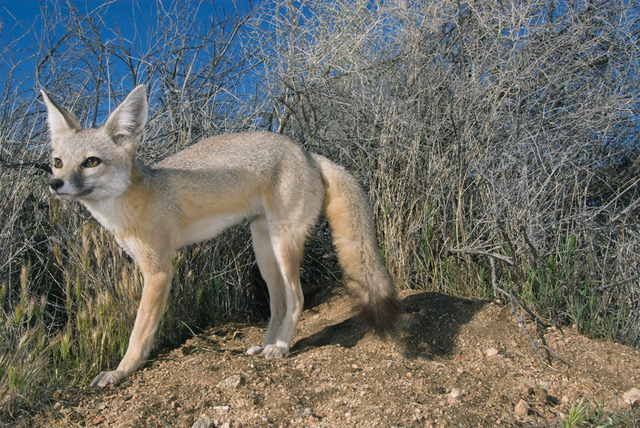 Friends of the Island Fox: Is That An Island Fox? Identifying North ...