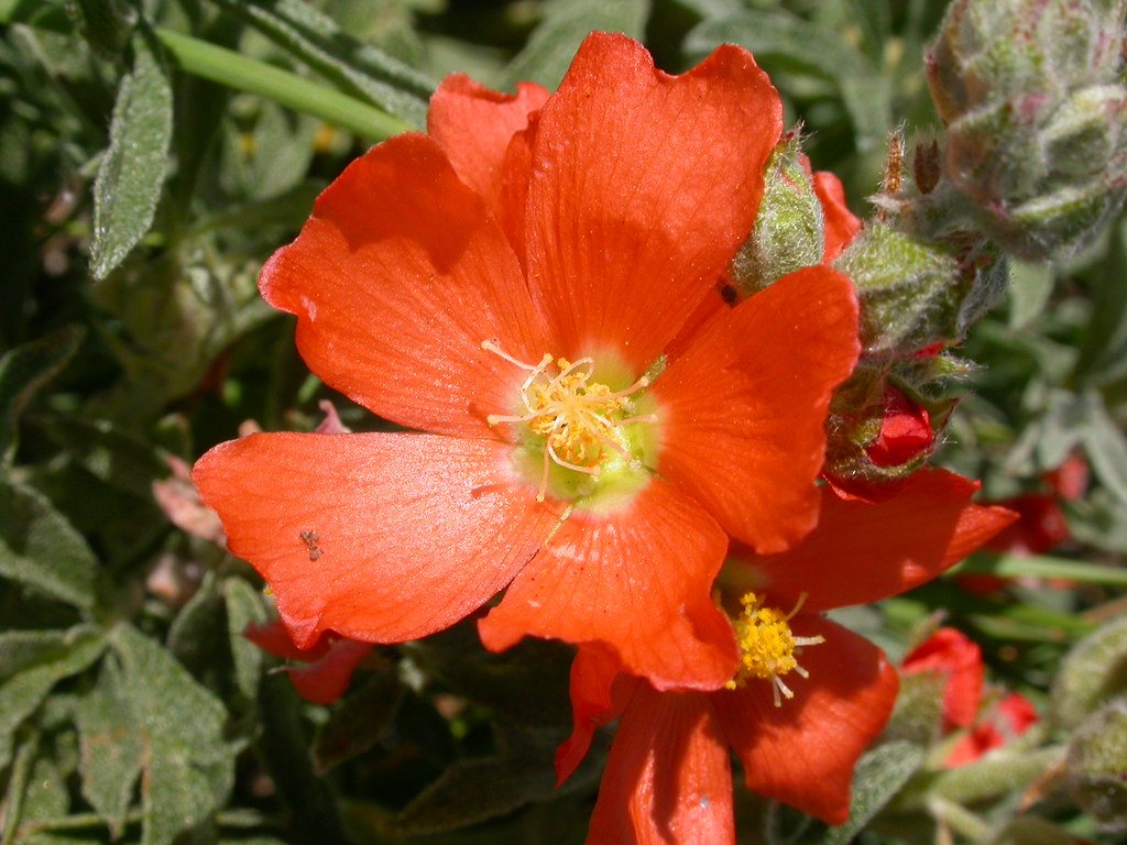 Seminte si plante de gradina hobby: Sphaeralcea coccinea