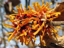 THE WITCH-HAZEL - Hamamelis species |The Garden of Eaden