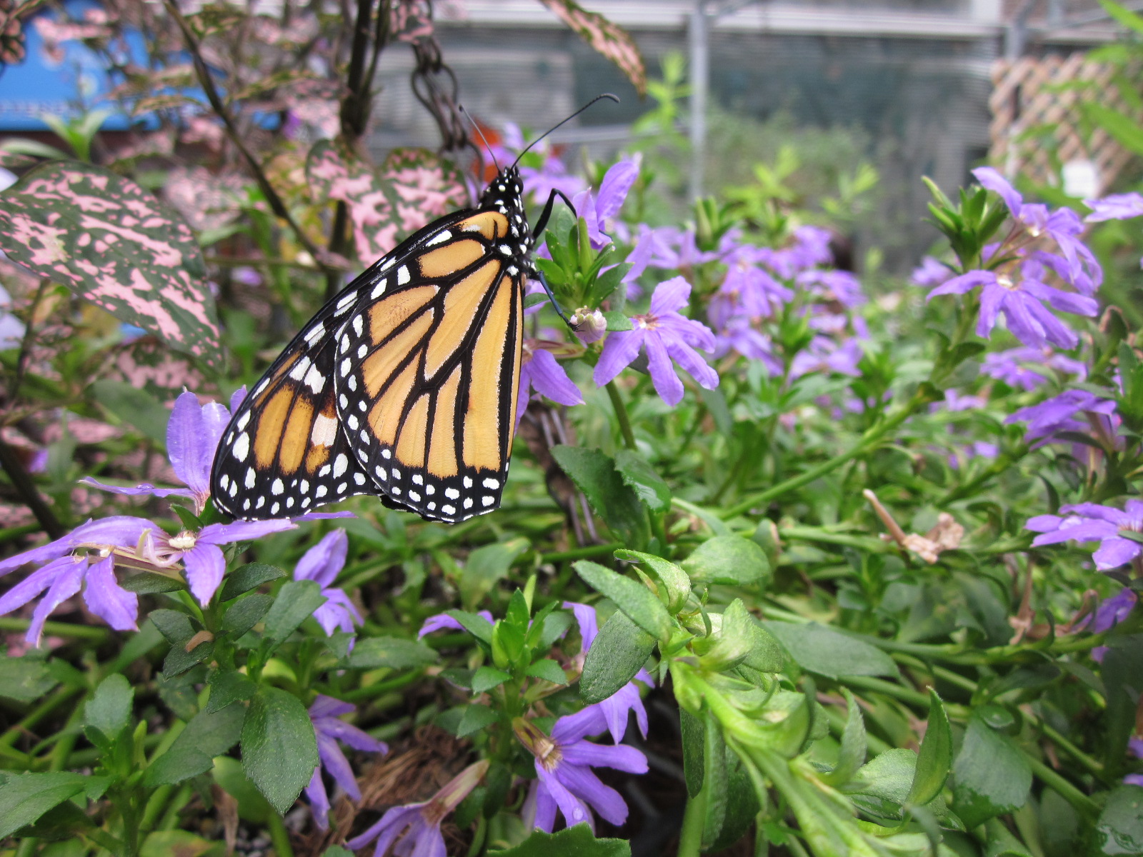 Travel NC With Kids: Beautiful Butterfly Habitat and More at Catawba ...