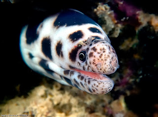 Mengenal Belut Moray - Akuarium Ikan Hias