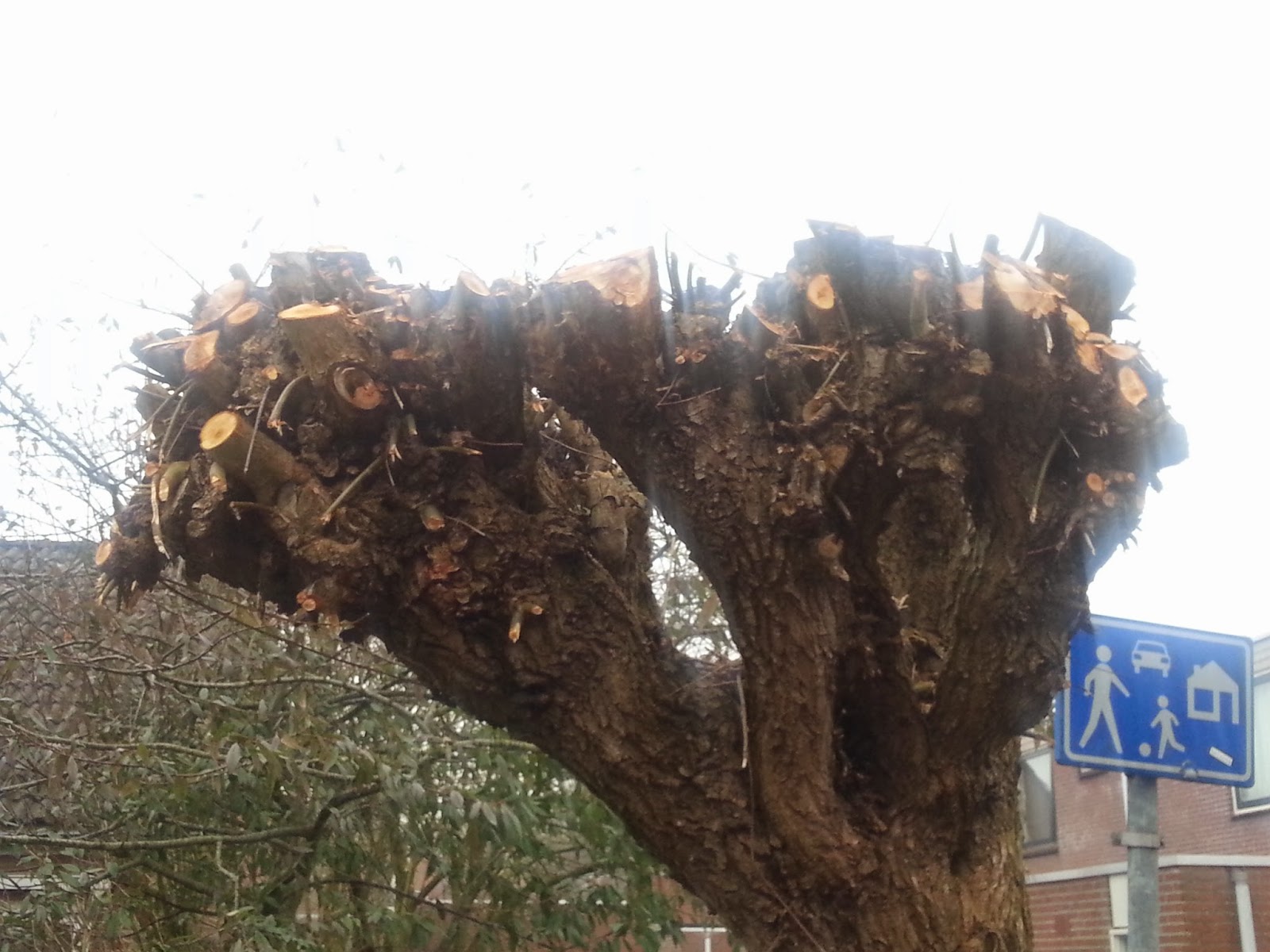 BEIJUMNIEUWS: DE ARME BOMEN IN BEIJUM