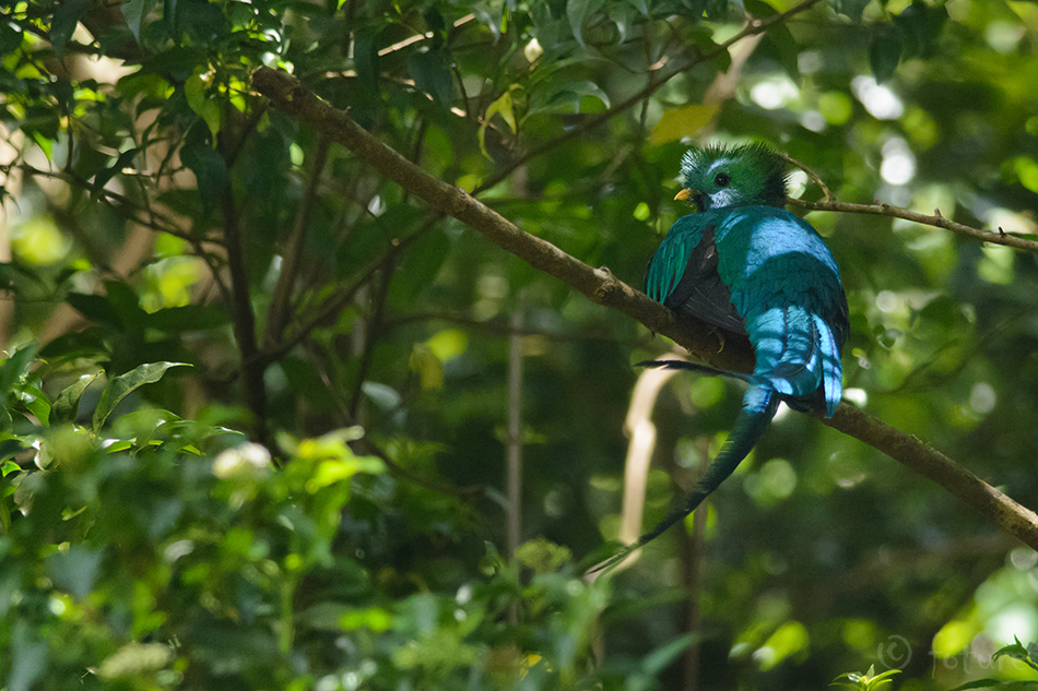 Foture: Ketsal, Pharomachrus mocinno