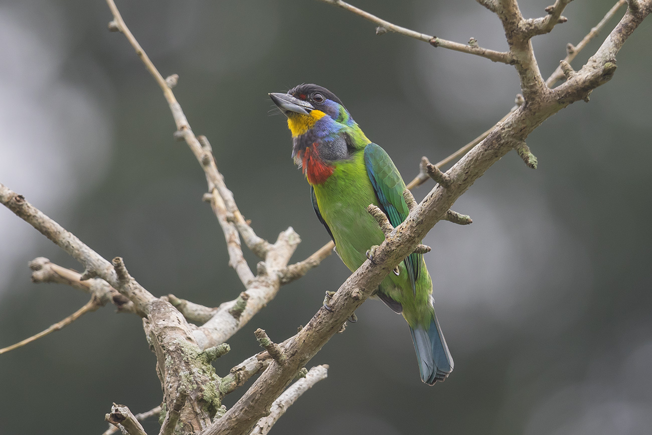 As The Crow Flies - a Hong Kong Birding Blog: Birding in Hong Kong