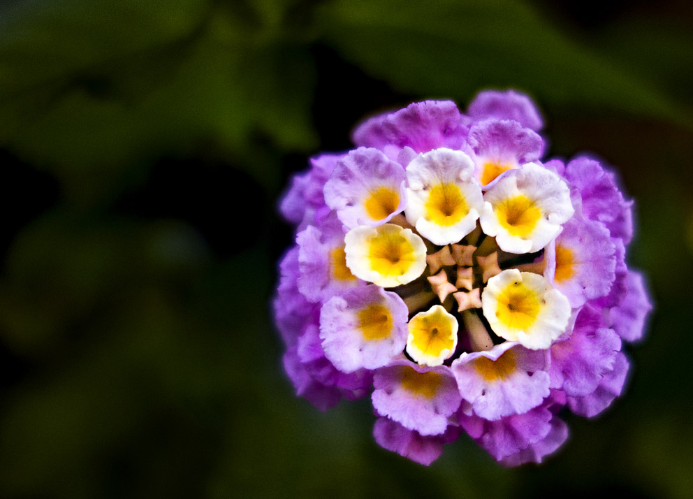 Luz y artes: Flor redonda como las cosas redondas