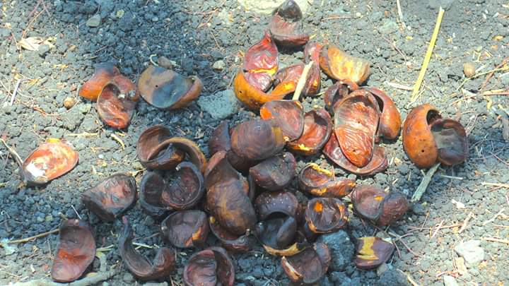 Orgullo Calentano - Región de Tierra Caliente: Cascalote árbol nativo ...