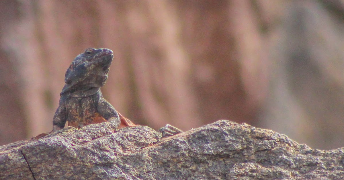 Cannundrums: Western Chuckwalla - Corn Springs