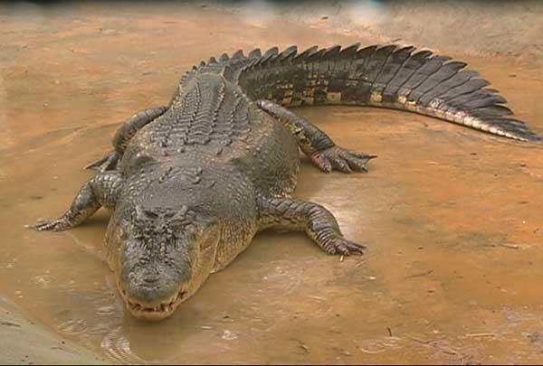 Life in the Philippines: ''Lolong'' ang dambuhala