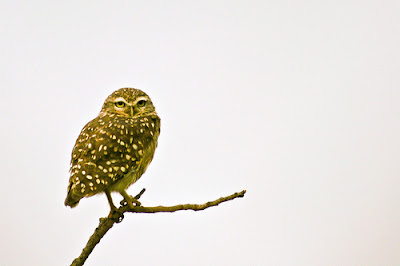 Dóér in die bosveld - fabels vir Afrika: Die uil en die ander voëls