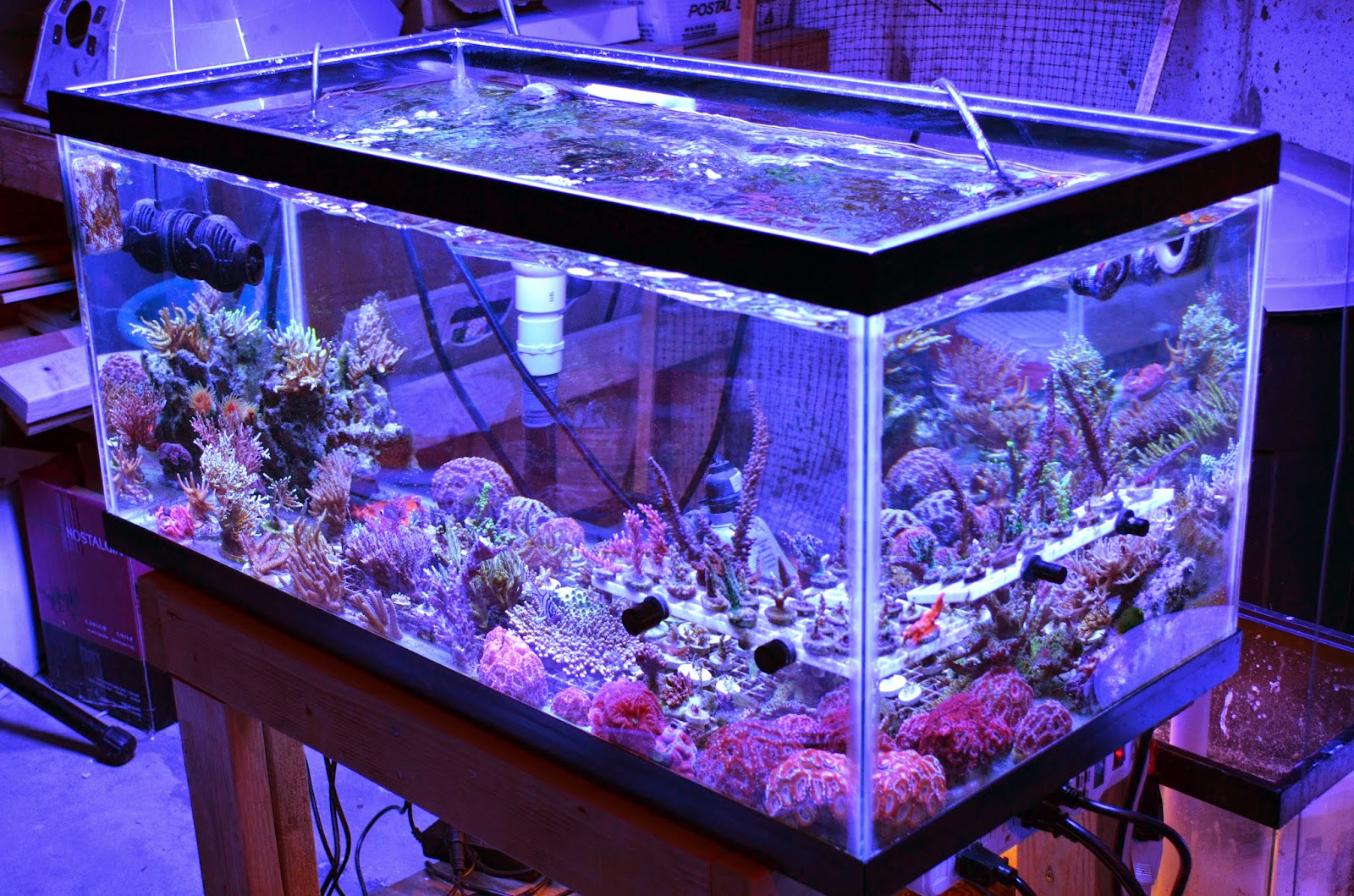 Ricky's Reef Corals: April 2015