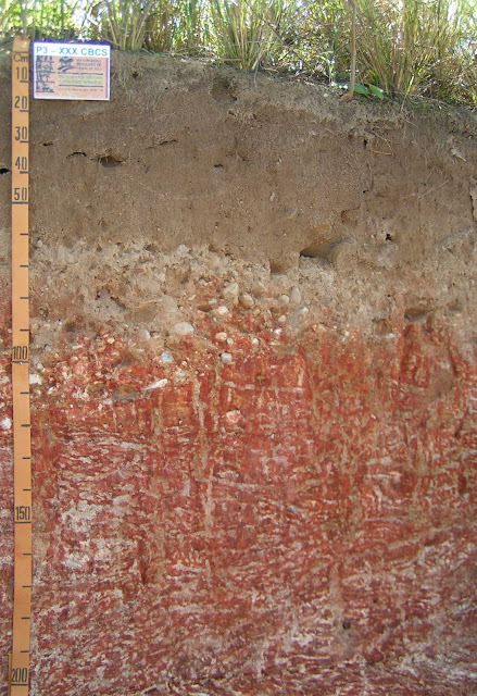 Onde as Plantas Crescem - Plintossolos