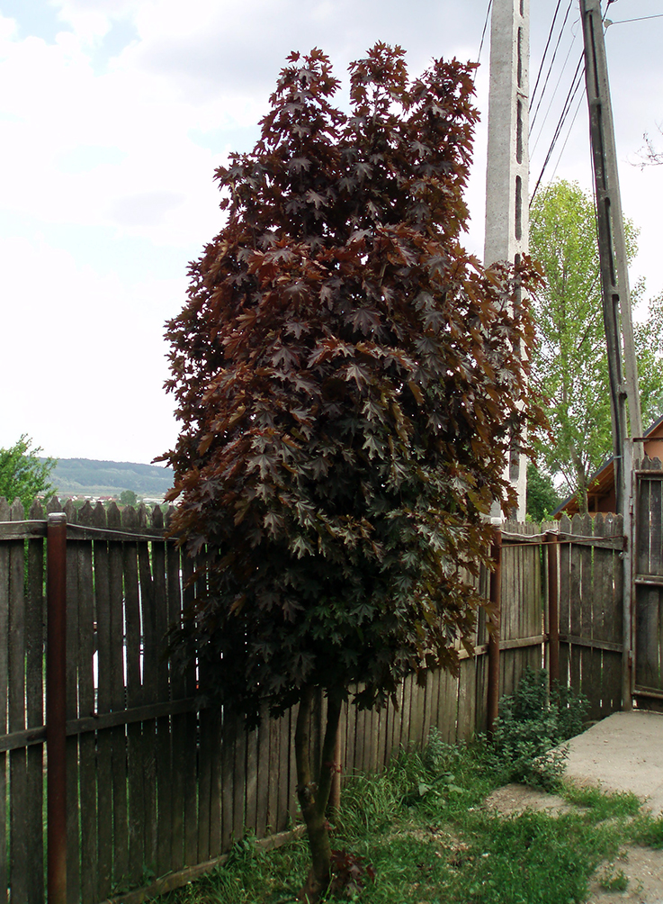 Blogul Simonei: Arțar canadian. Retrospectivă 1