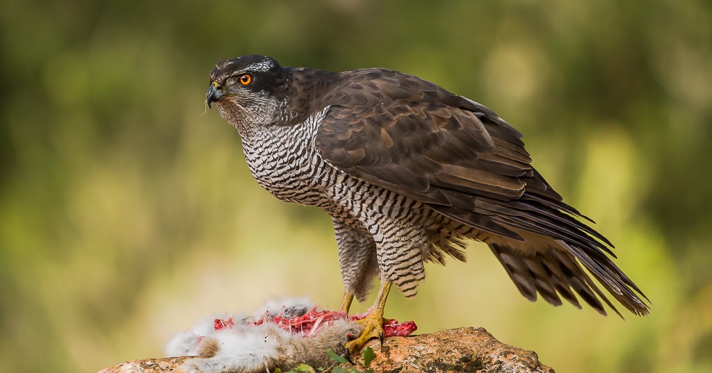 AZOR COMUN - Accipiter Gentilis | Observatorio de la Naturaleza