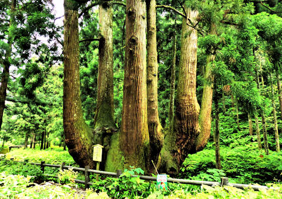 More glimpses of unfamiliar Japan: Kabura-Sugi The Turnip Tree of Dogo