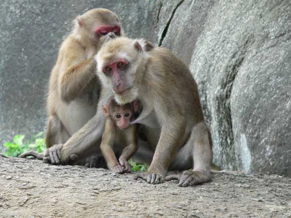 Evolving Monkeys: Indian monkey research