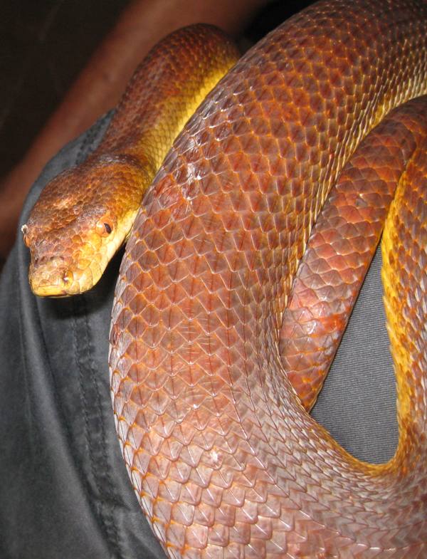Pacific Boa Constrictor Snakes (Candoia bibroni bibroni)