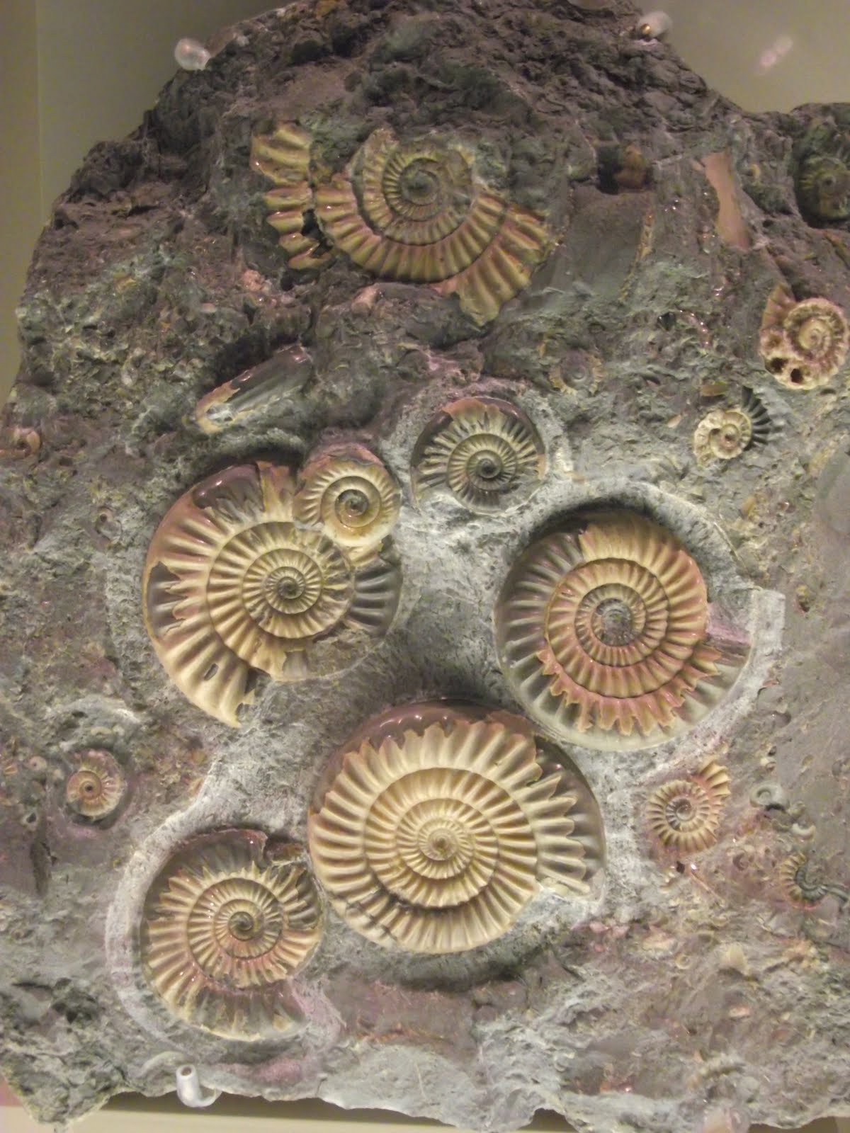 Watercolor Paintings by jdmstudios: I Love These Fossilized Shells!