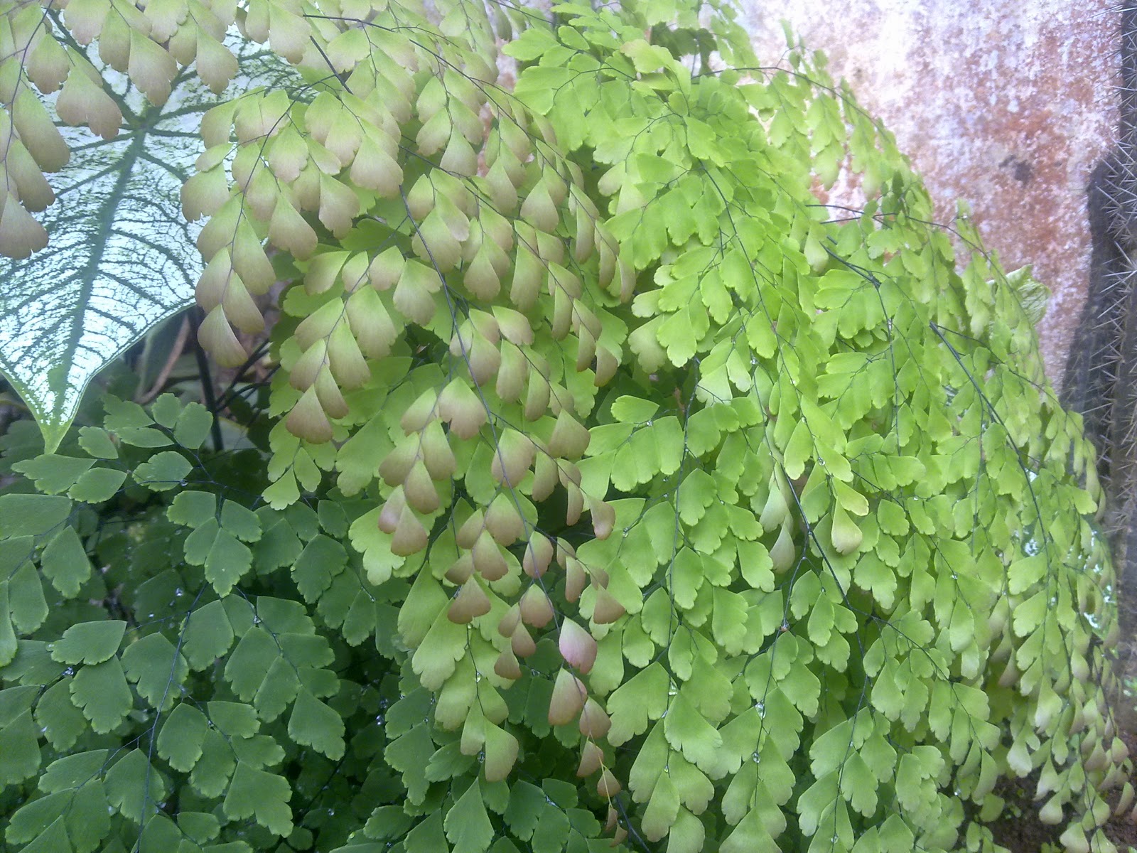 14+ Baru Tanaman Hias Daun Suplir (adiantum Sp.), Tanaman Hias