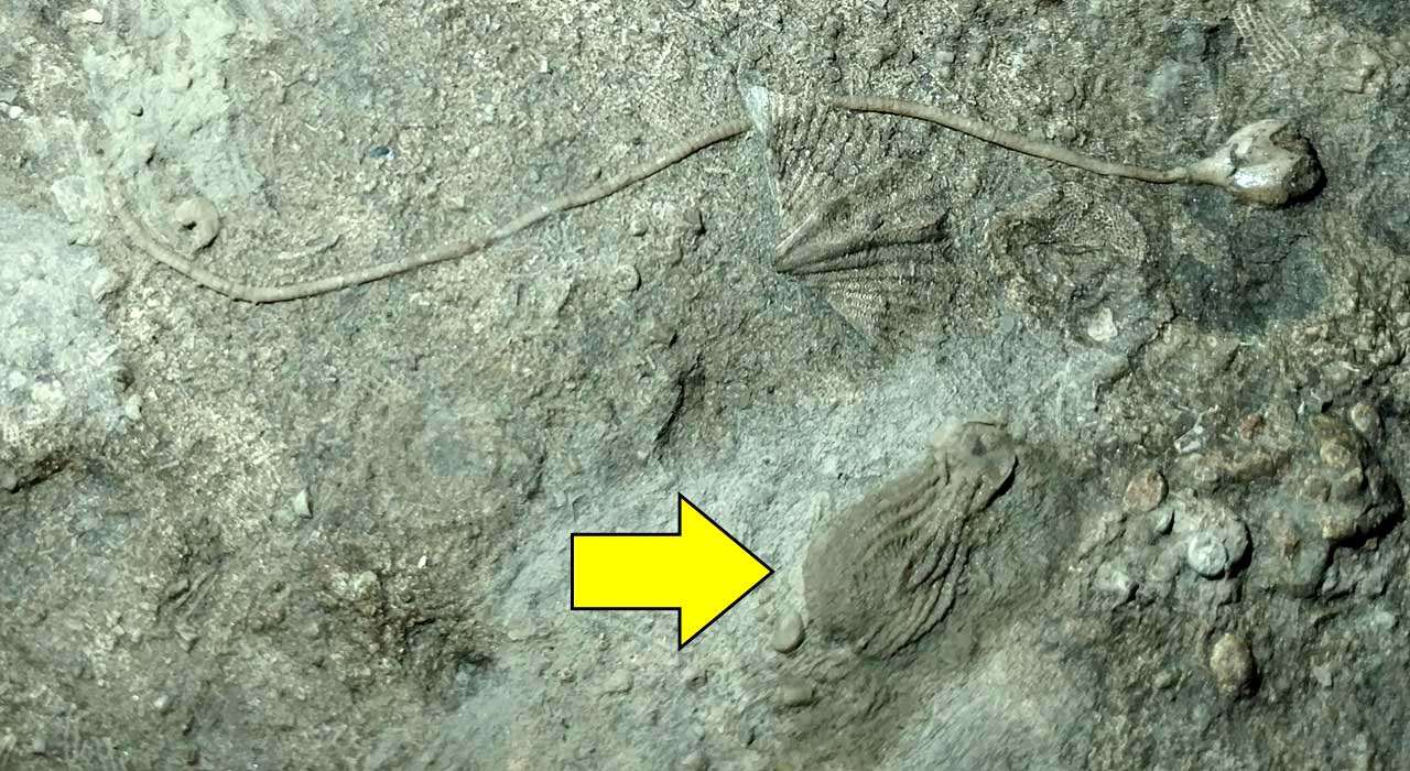 Louisville Fossils and Beyond: Blastoid with Long Stem + Unidentified ...