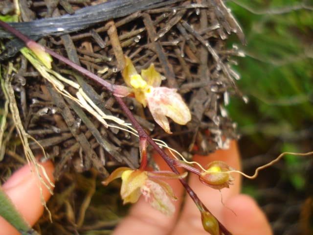 Asociación Jalisciense de Orquideología: Descripciones de Plantas (J-L)