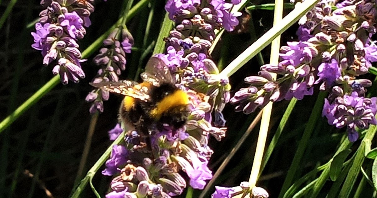 A bad witch's blog: Pagan Eye: Bee on Flowering Lavender