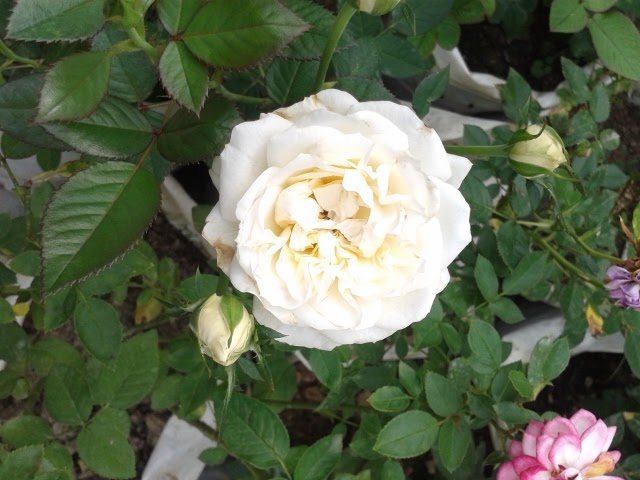 ENJOY'S OUR LIFE: BUNGA BUNGA DI KUNDASANG SABAH